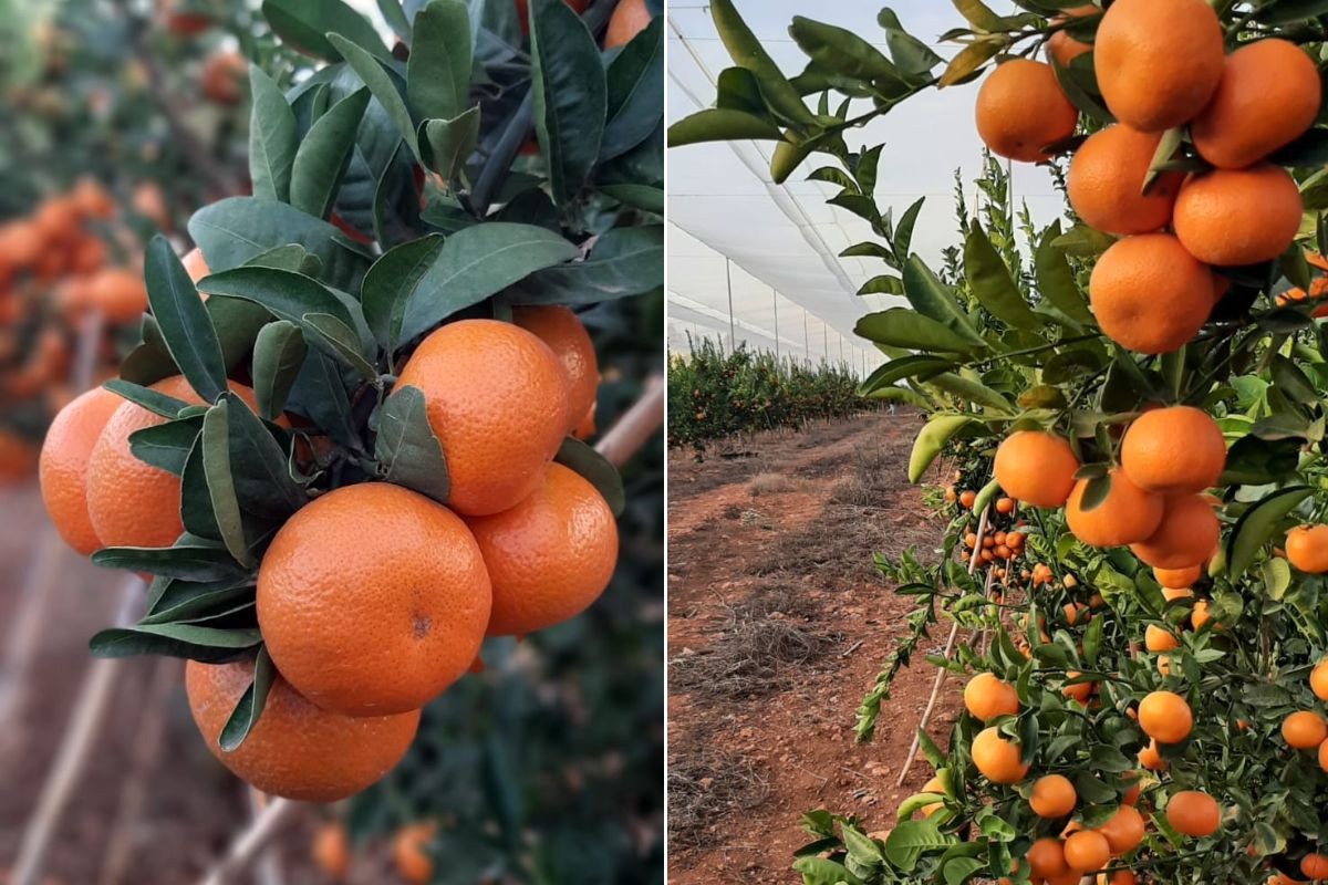 First commercial harvest of Nadorcott in Berkane