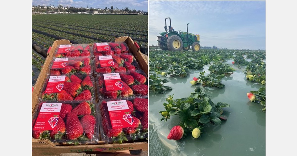 Strong strawberry volumes ahead post-California rains