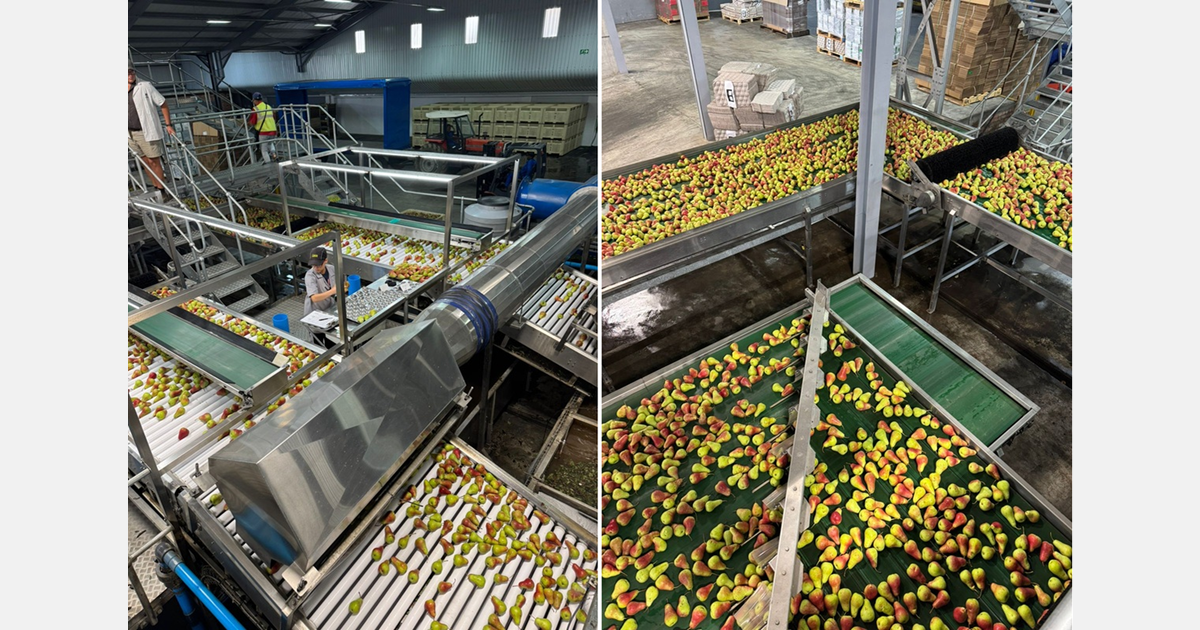 Strong line-up of blush pear cultivars propels a dynamic fruit category