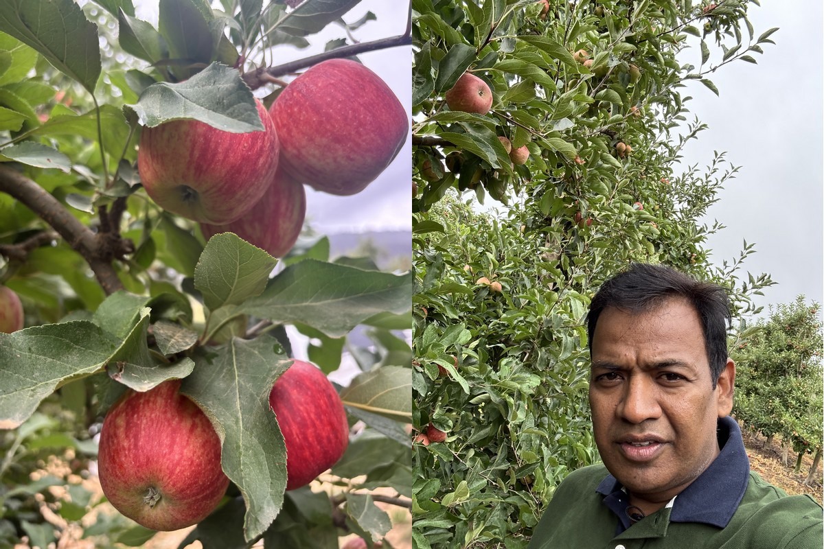 "Gala Beauty and Flash Gala are popular varieties among consumers in India"