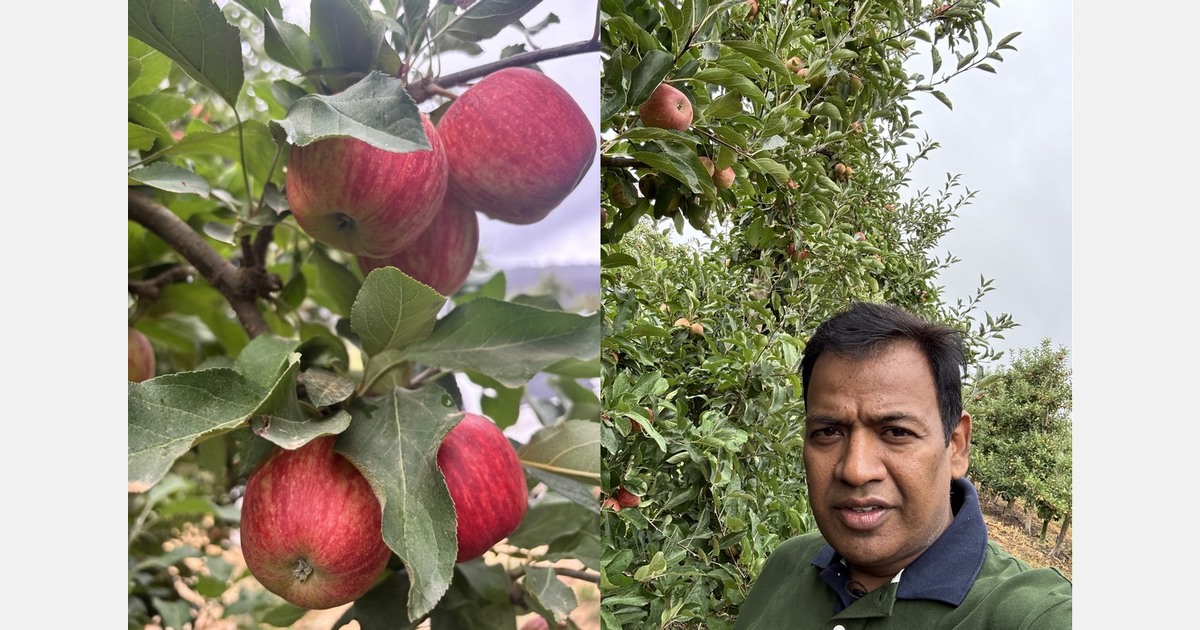 "Gala Beauty and Flash Gala are popular varieties among consumers in India"