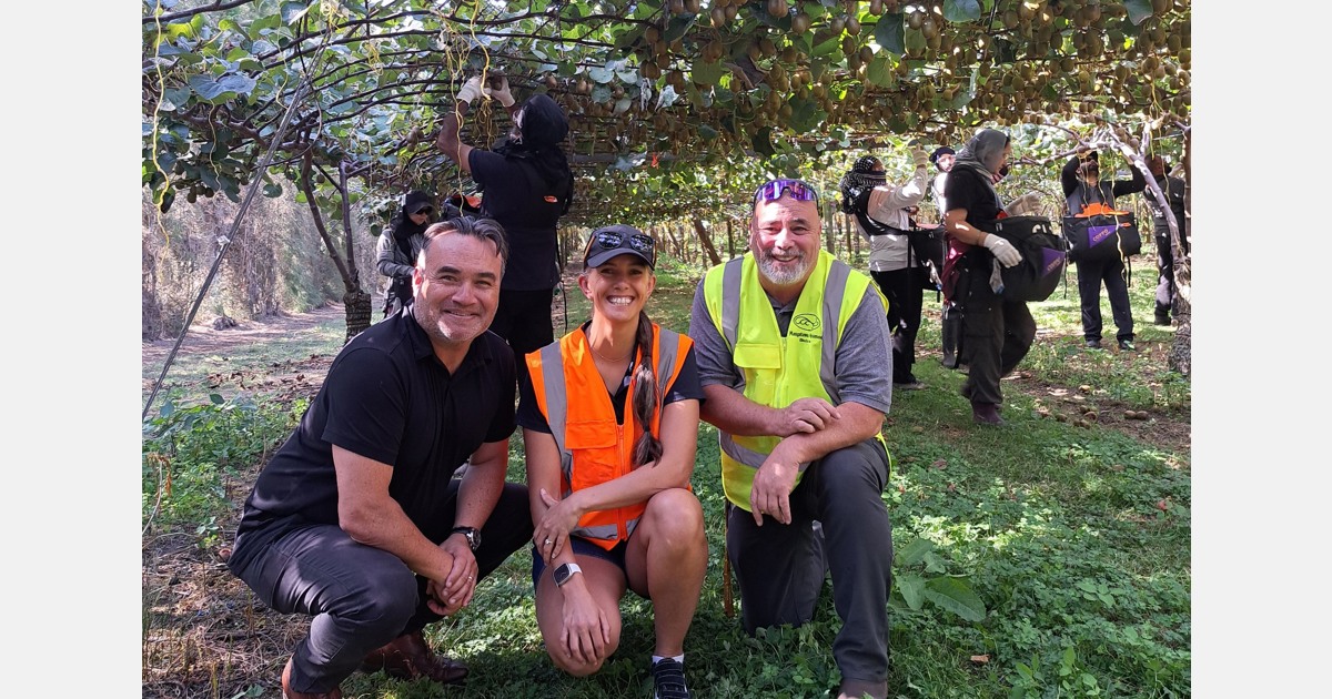 Red means go as Seeka's kiwifruit harvest begins