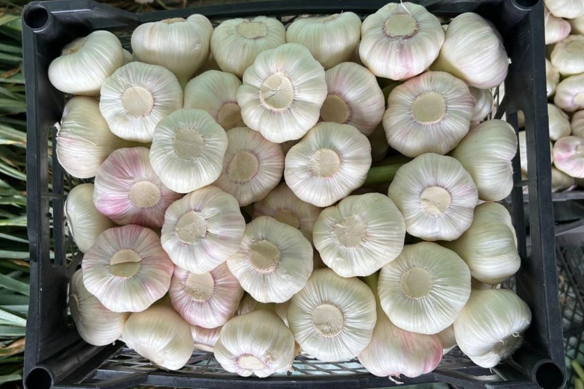 The Egyptian garlic season kicks off