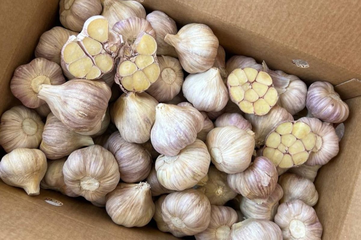 The Egyptian garlic season kicks off