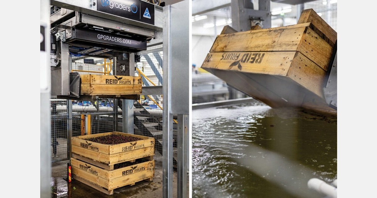 New bin tipper enhances cherry grading efficiency