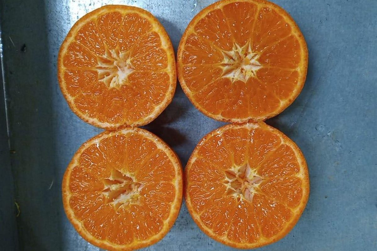 Final harvests of the season for Moroccan nadorcott