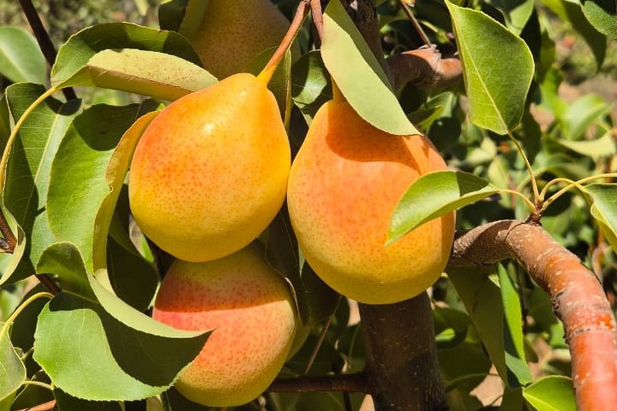 Eden Gold pear blossoming around the world