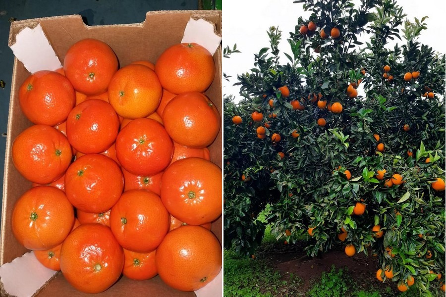 Imports of Moroccan mandarins look plentiful