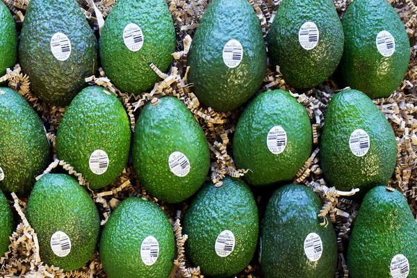 Avocado supply continues to diversify globally
