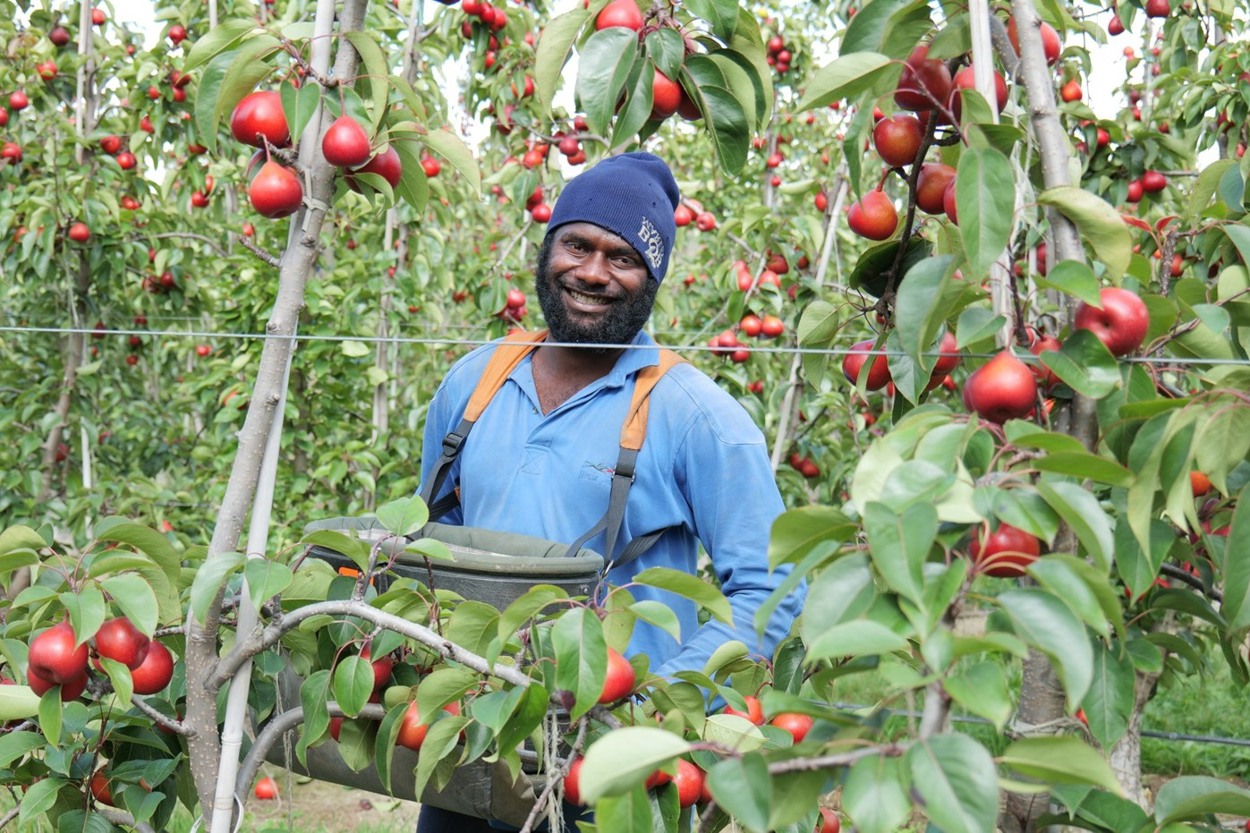 "On our biggest orchard we expect to harvest over 55 tons per hectare"