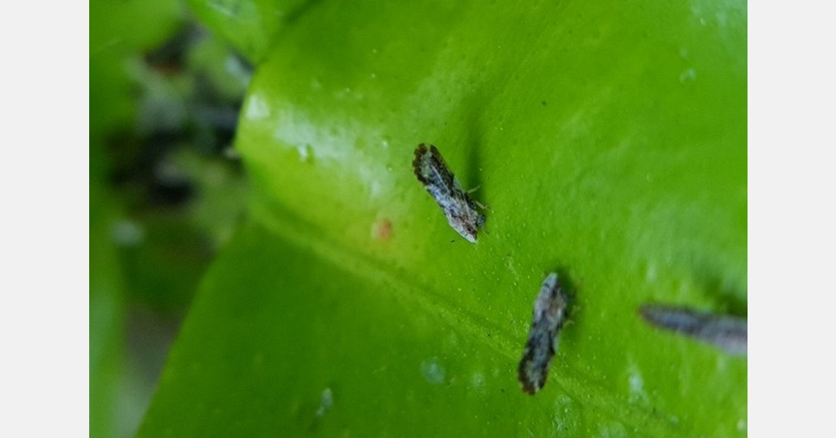 HLB citrus disease detected in Arizona for the first time