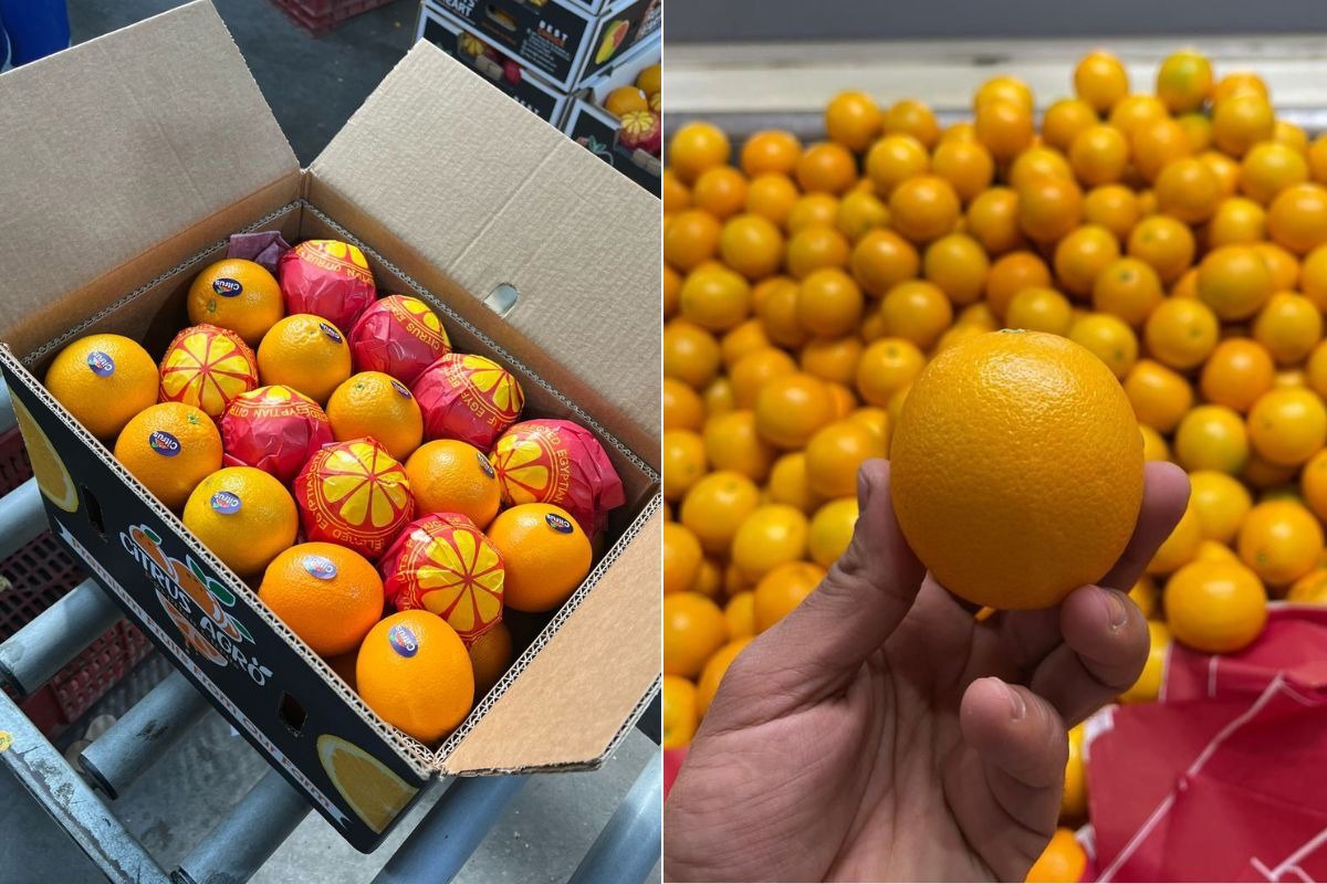 Are Egyptian oranges losing competitiveness this season?