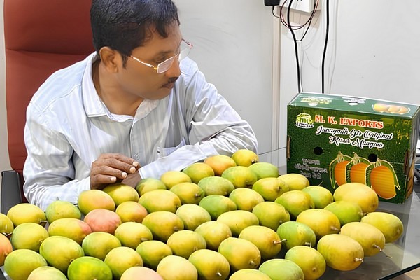 Good weather results in higher production of mangoes in India