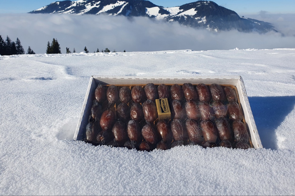 Medjool dates as frozen candy