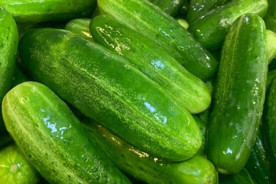 Florida cucumber growers await word on tariffs to stymie imports