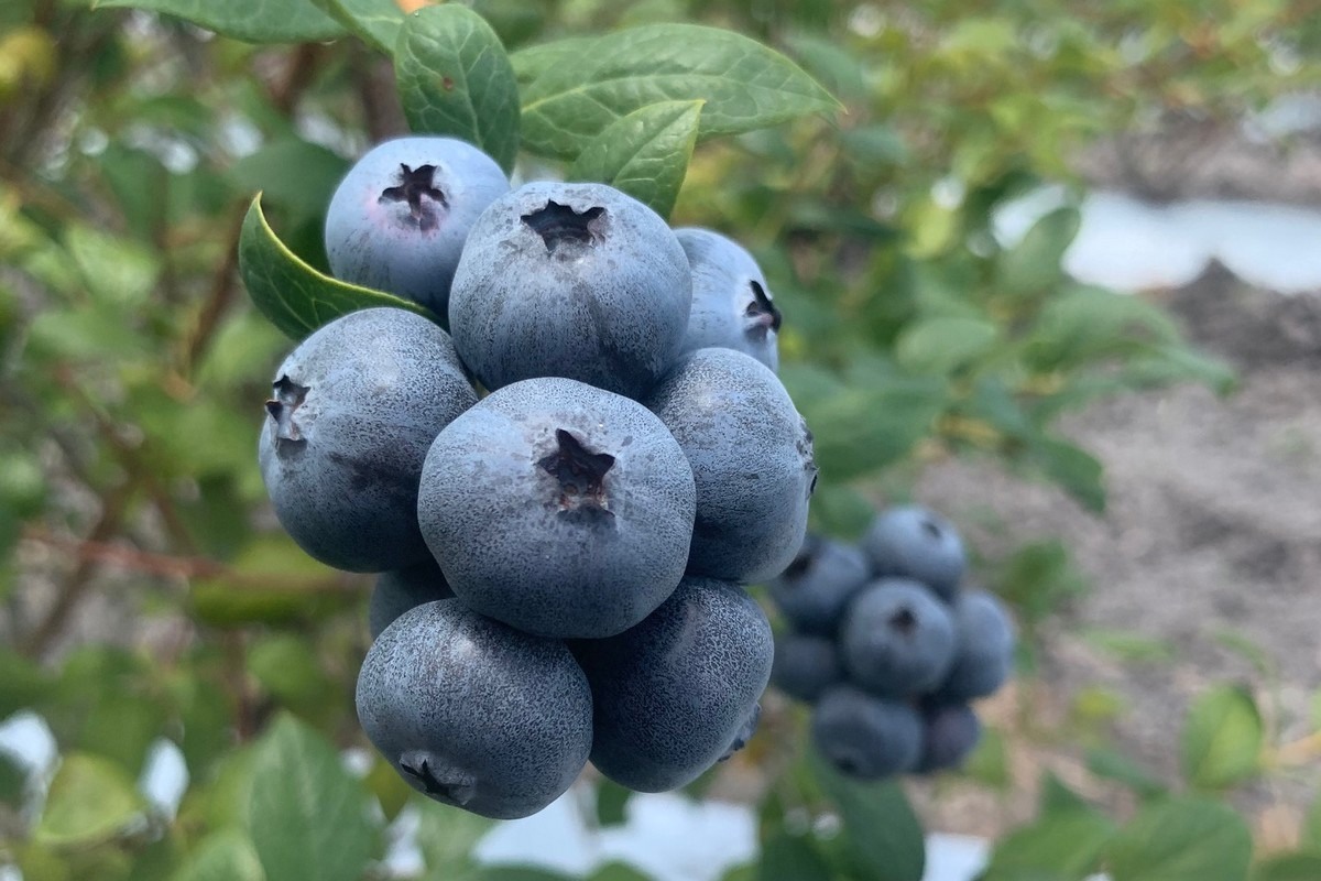 Later start to Florida blueberry season anticipated