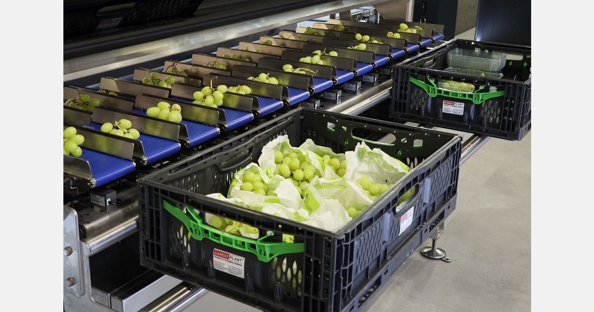 "A step up in table grape packaging"