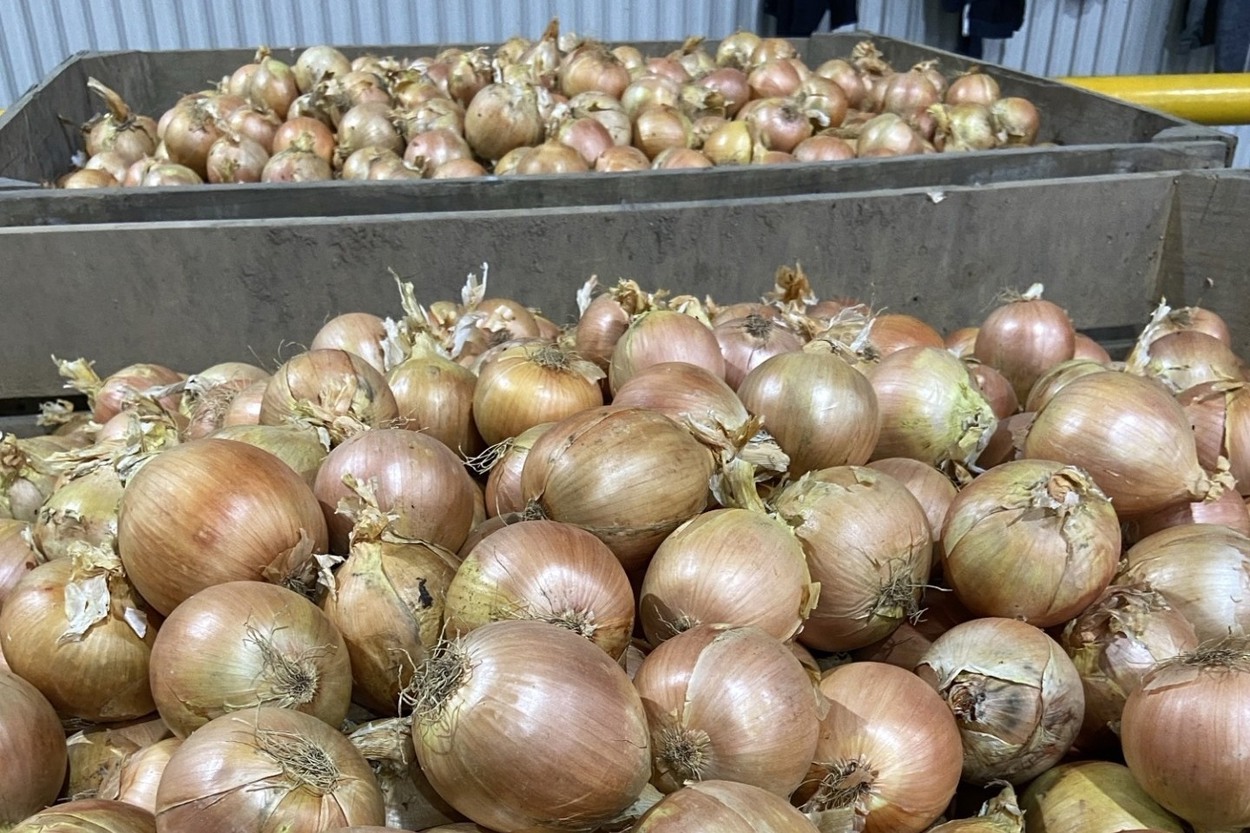 Excellent weather in New Zealand gives good quality onions and spread ...