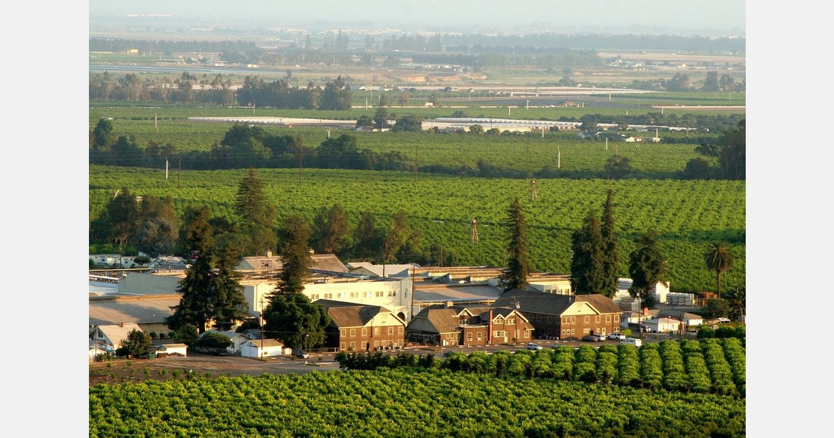 Limoneira reports lower revenue but reduced losses in Q1 2025