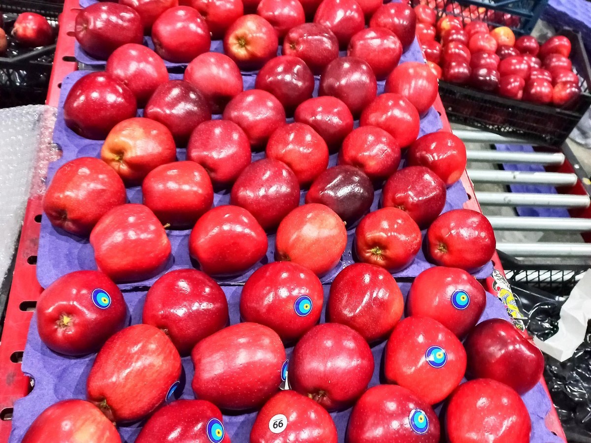 Heavy hail affected apple production in Isparta severely