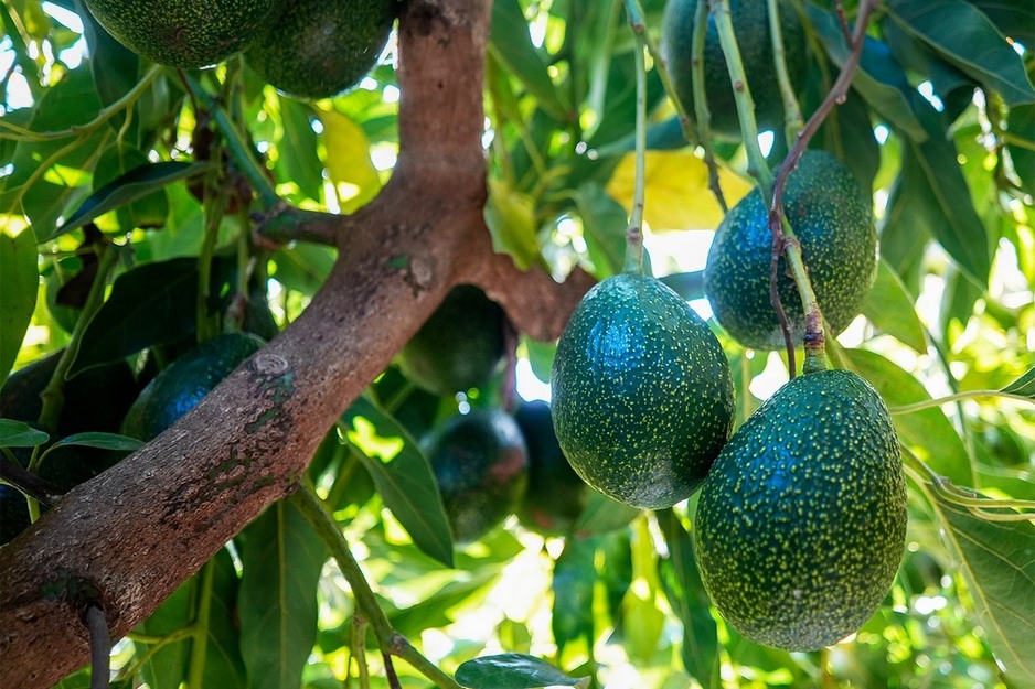 California Crema GEM avocados make debut
