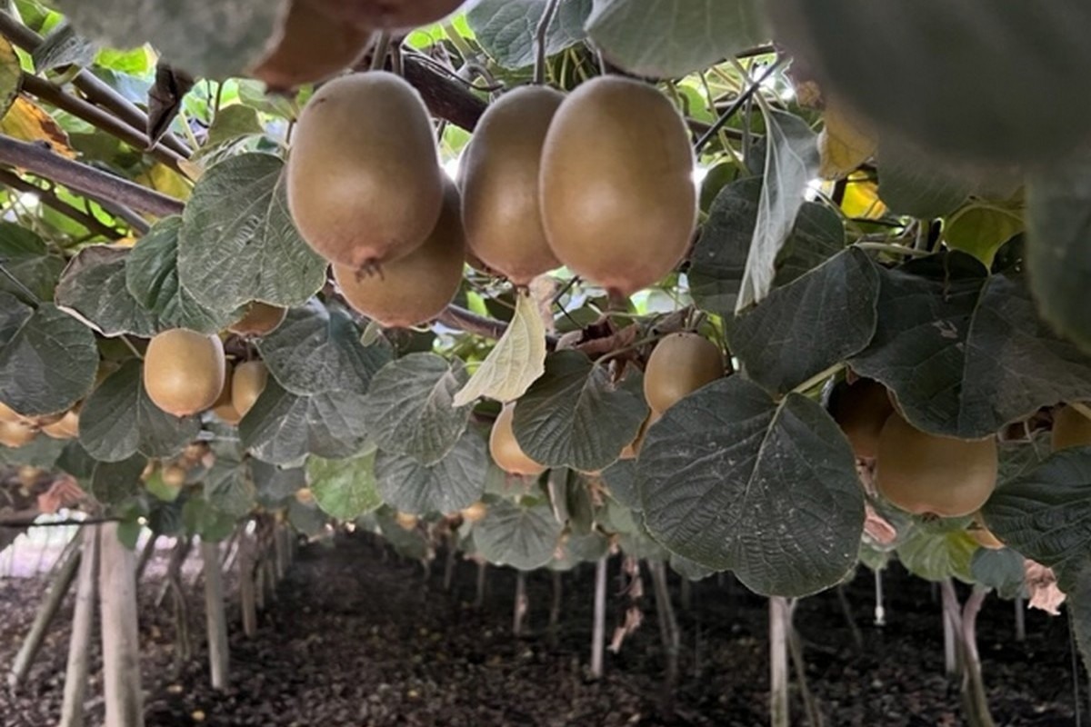 Greater volume of red California kiwis shipped this year
