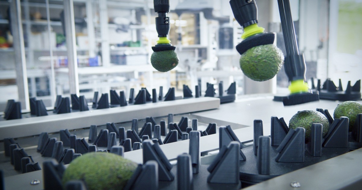 Robot improves efficiency in avocado packaging