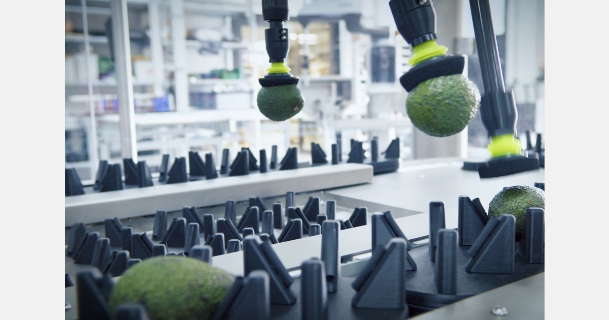 Robot improves efficiency in avocado packaging