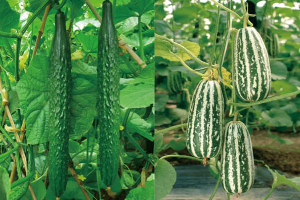 Mitsui to invest in Chinese vegetable seed company Tianjin Derit Seeds