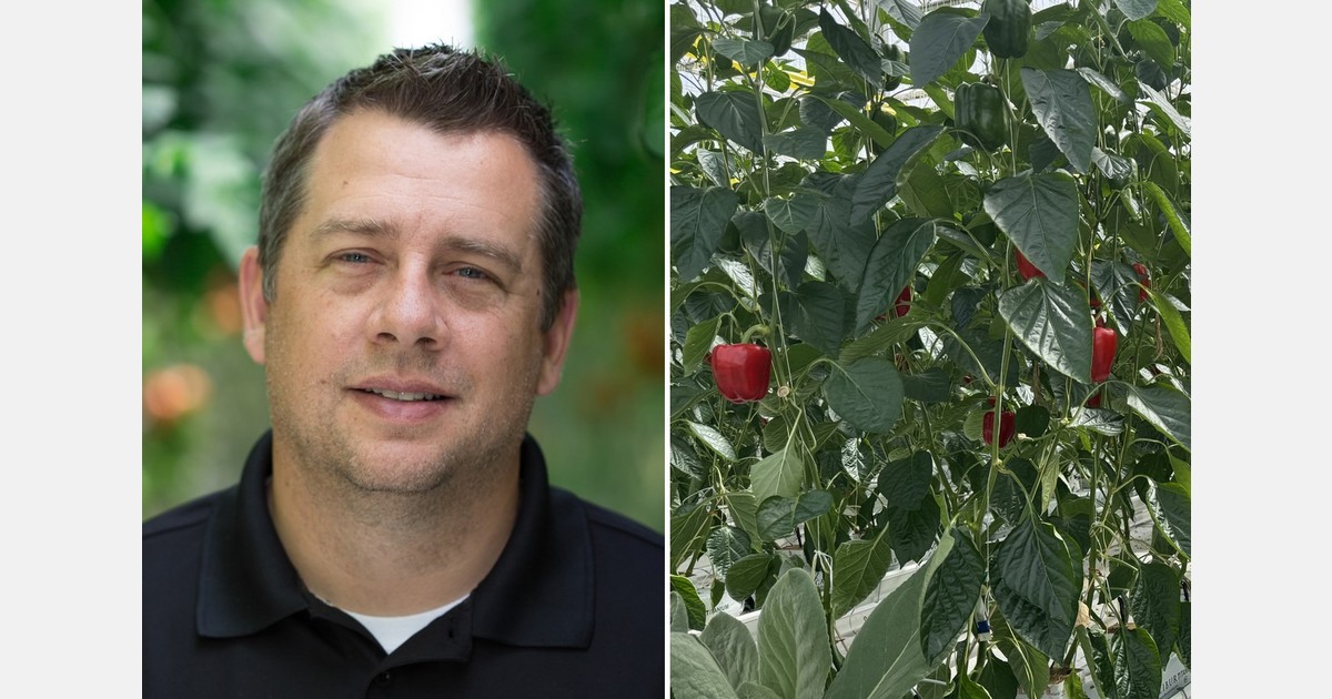 Early start for Ontario greenhouse bell peppers