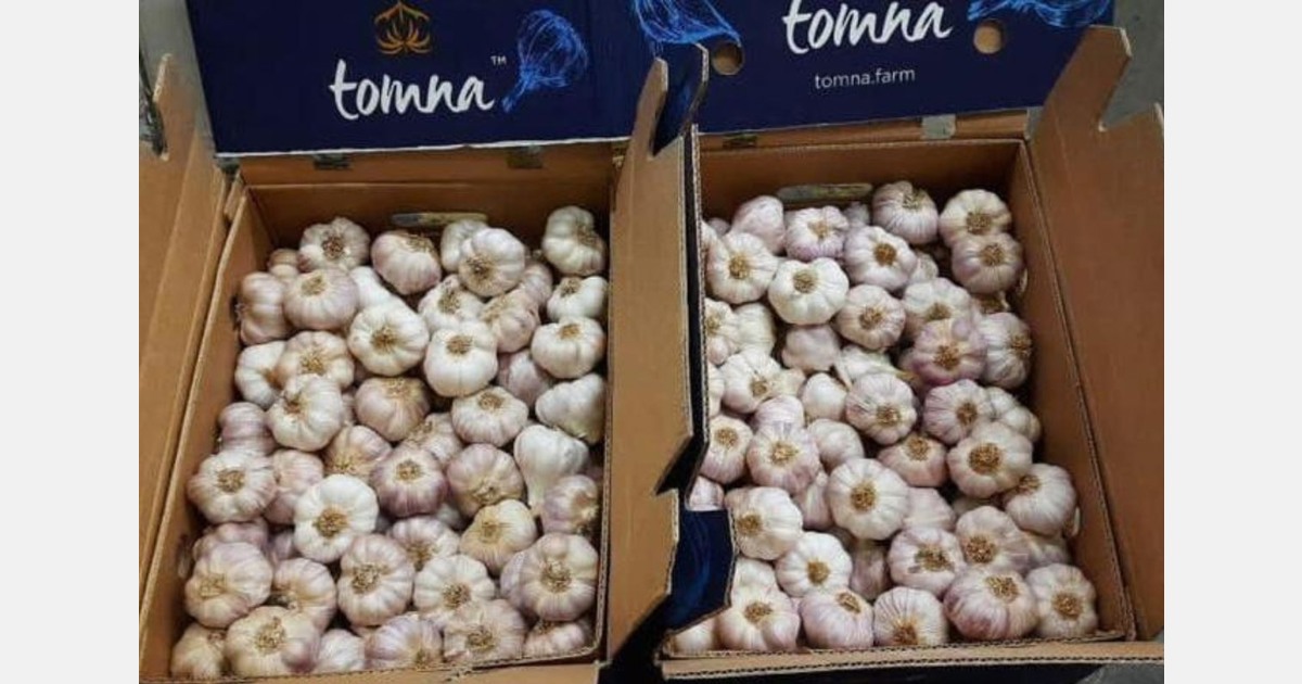 Late start to the Egyptian dried garlic season