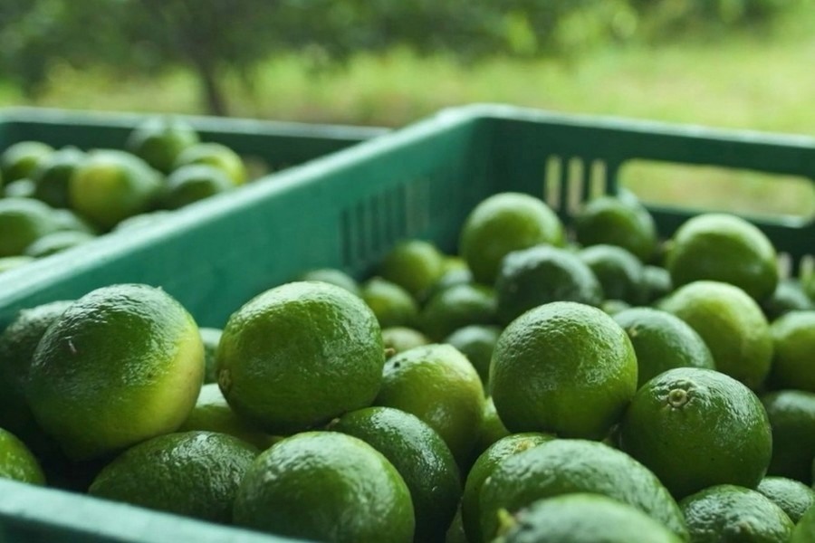 Jump in demand for limes