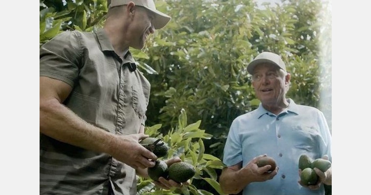 California avocado consumer ad campaign launches