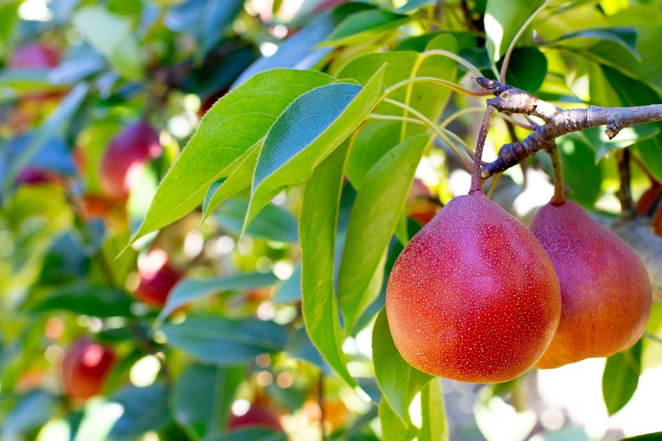 PIQA Red launches in China for the 2025 Season