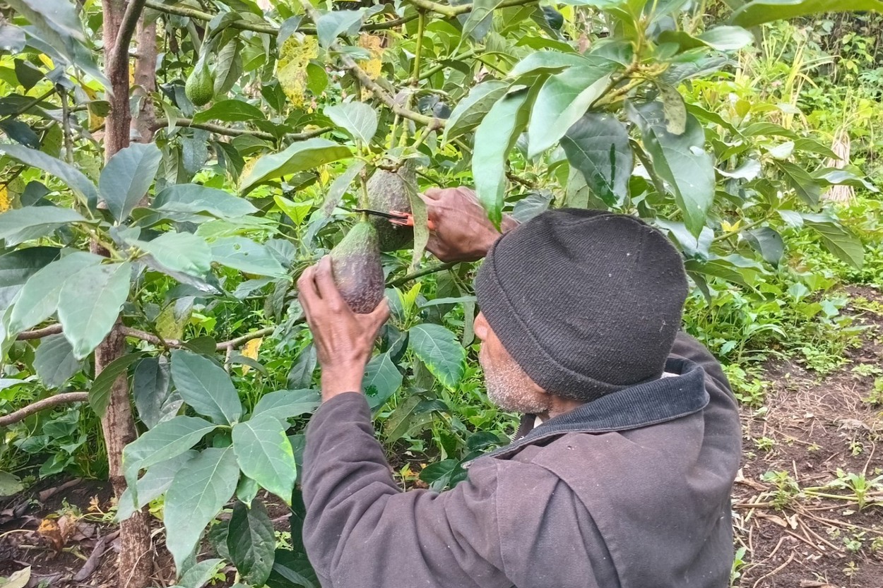 Grower keen to develop multiple fruiting avocado tree in Papua New Guinea
