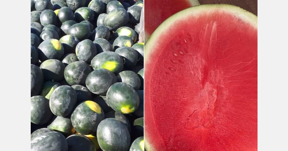 "We see a great opportunity for Iranian watermelons in Europe"