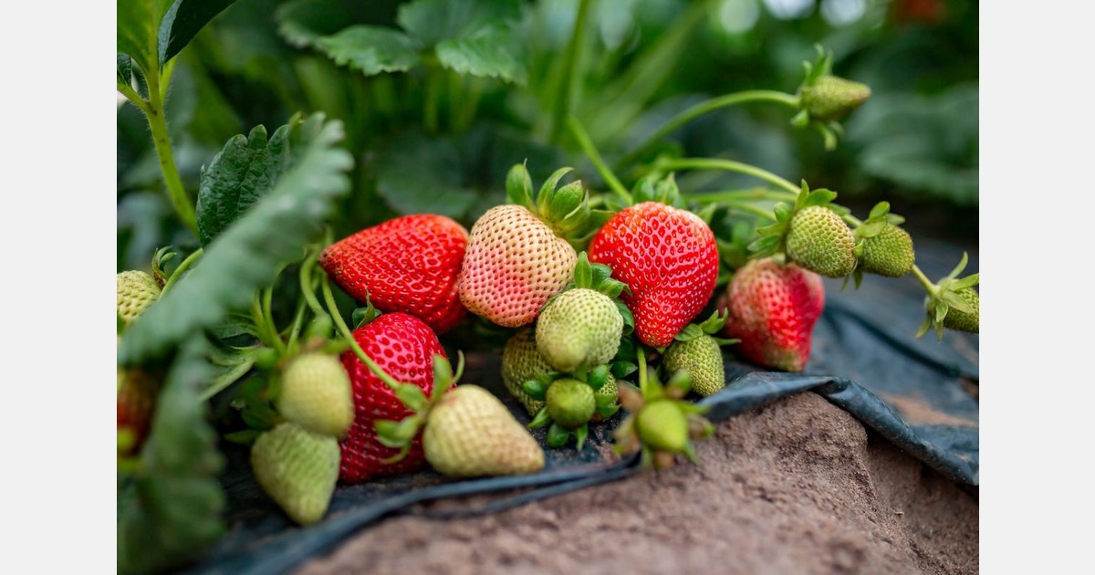 Strong California strawberry season forecast