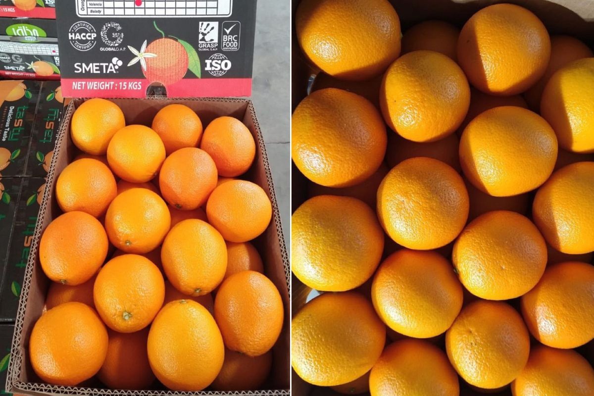 Most Egyptian packing houses decide to suspend citrus packing