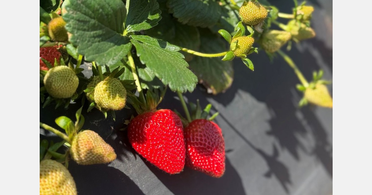 California Berry Cultivars wins summary judgment in lawsuit