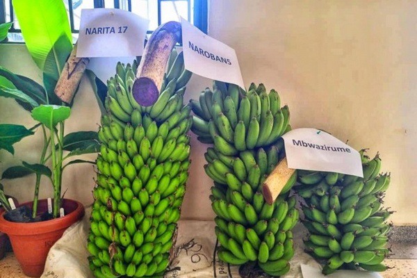 Uganda releases new high-yield matooke banana variety