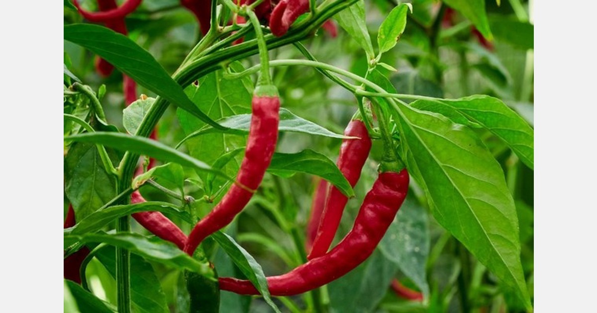Stronger chile pepper supply pressures pricing