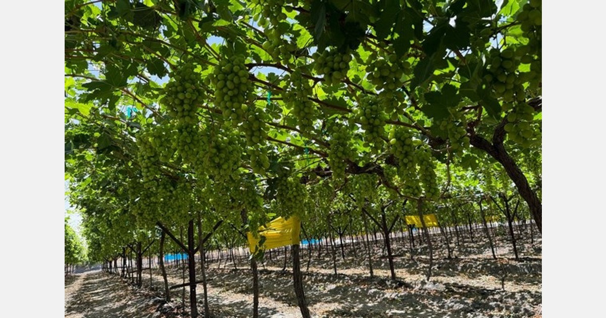 Greater supply expected from Mexico’s grape season