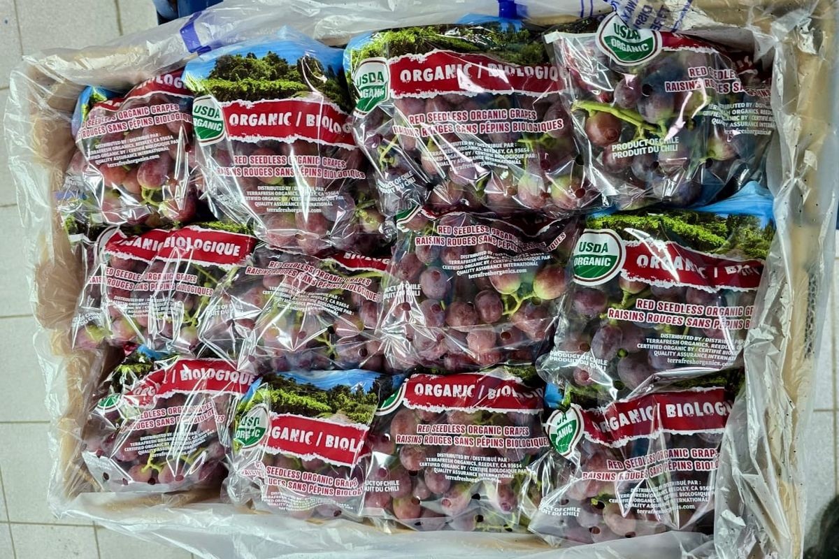 First Chilean organic grapes under Systems Approach have arrived in the U.S.
