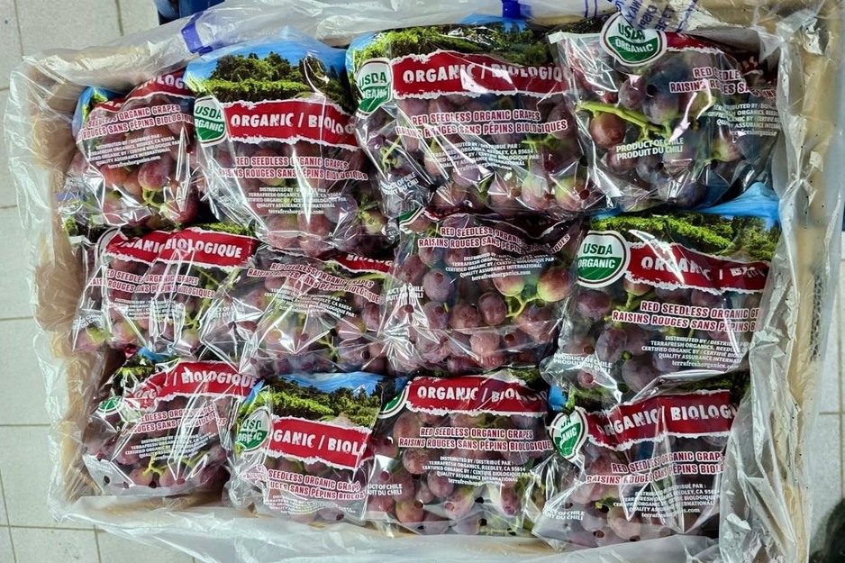 First Chilean organic grapes under Systems Approach have arrived in the U.S.