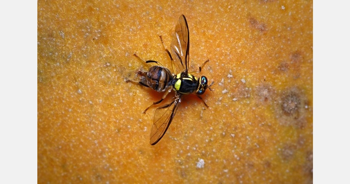 Birkdale fruit fly controls lifted after no further detections