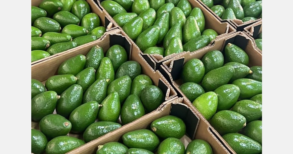 Moroccan avocado exports reach the 100 thousand tonnes mark this season