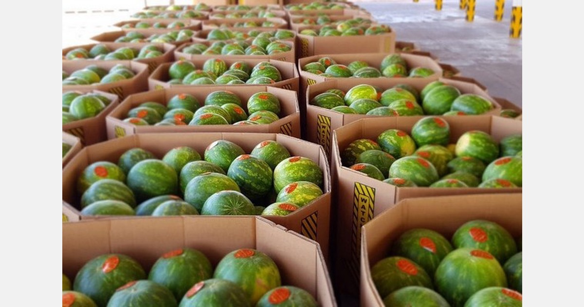 Hermosillo watermelon production gears up, despite cool spell