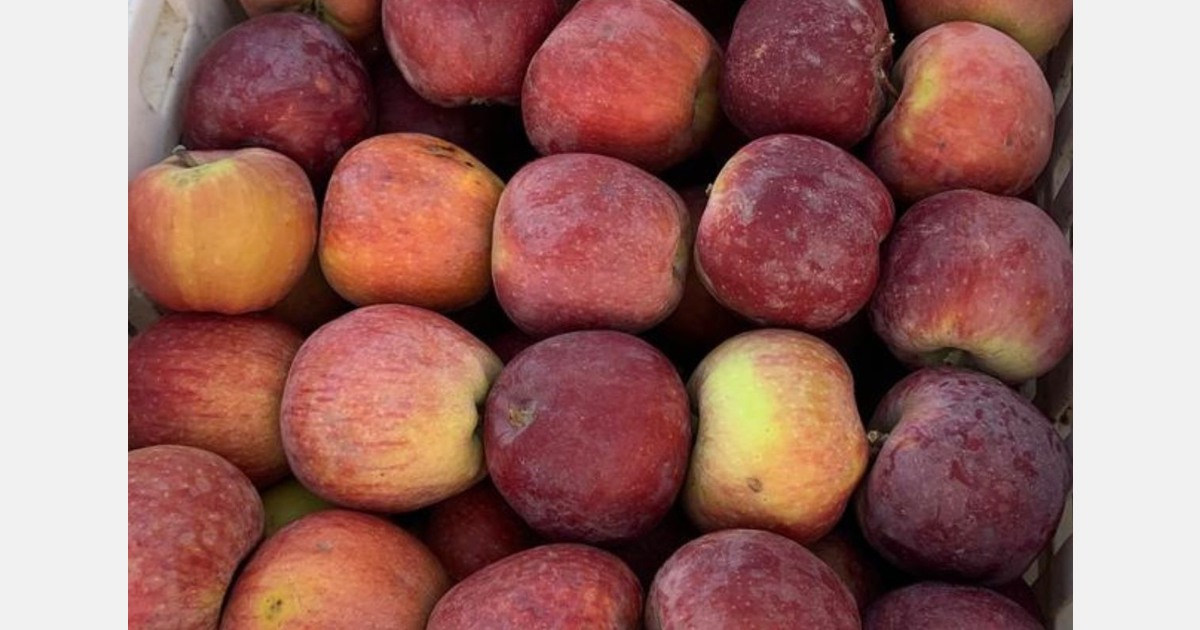 Good apple flowering in Midelt, Morocco