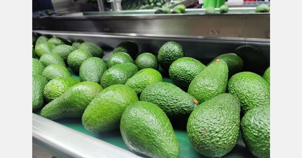 Kenyan avocado exports shift to European market amid serious logistic ...