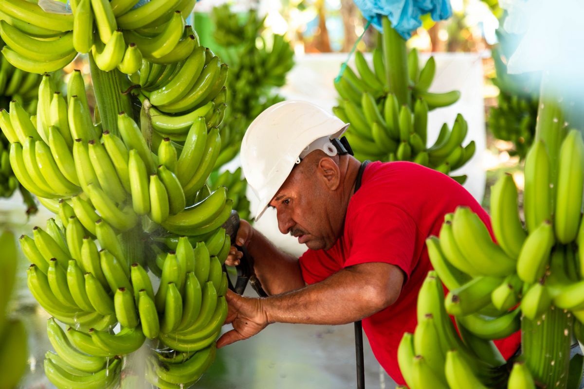 Coliman Bananas - AGGALL Group celebrates its 47th anniversary